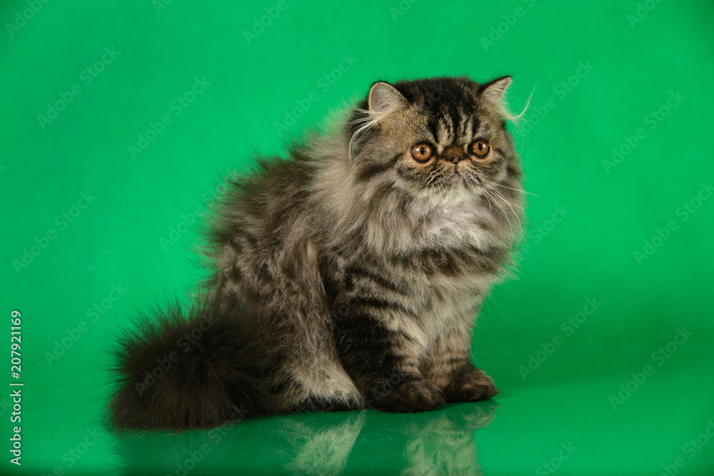 Tabby Persian