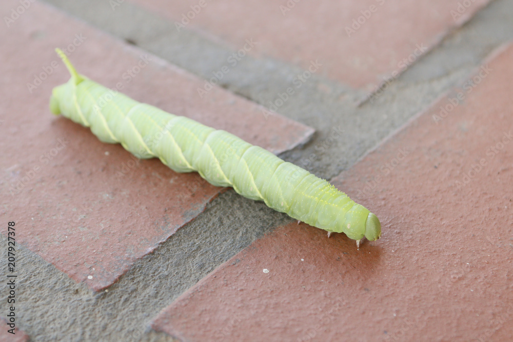 isoca del maiz oruga argentina plaga Stock Photo | Adobe Stock