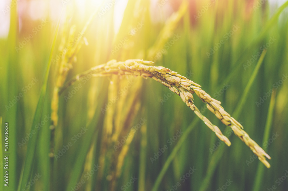 Rice in fields Harvest season agricultural produce seeds genus are ...