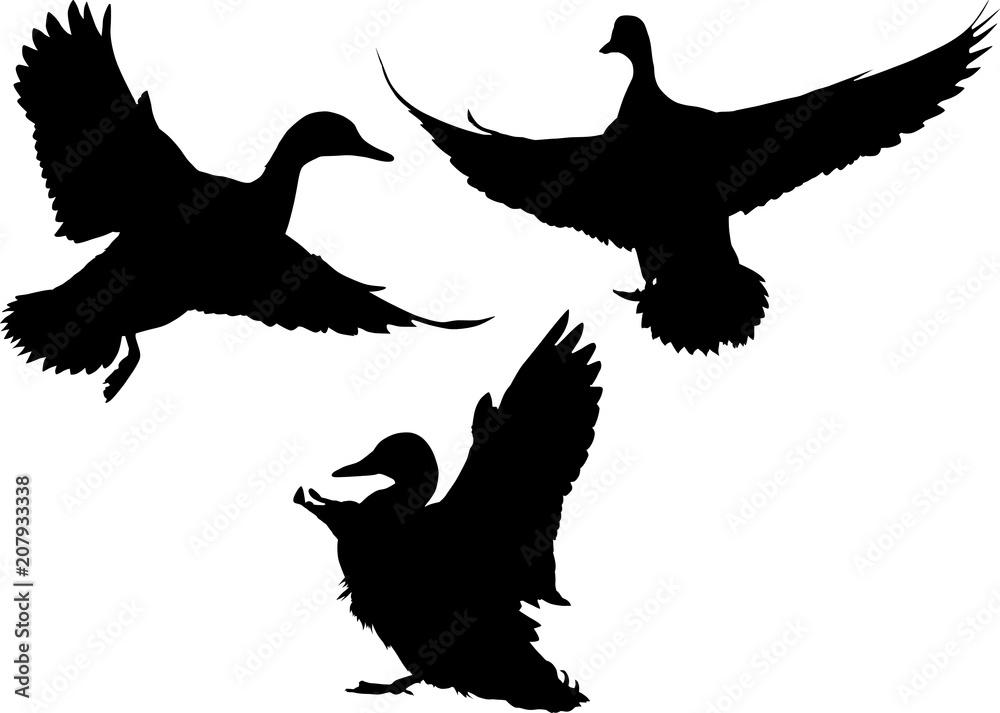 three flying ducks silhouettes isolated on white Stock Vector | Adobe Stock