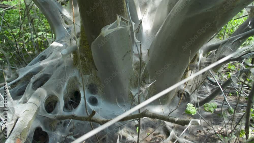 Huge tree in the forest all covered in web made by bird-cherry moth ...