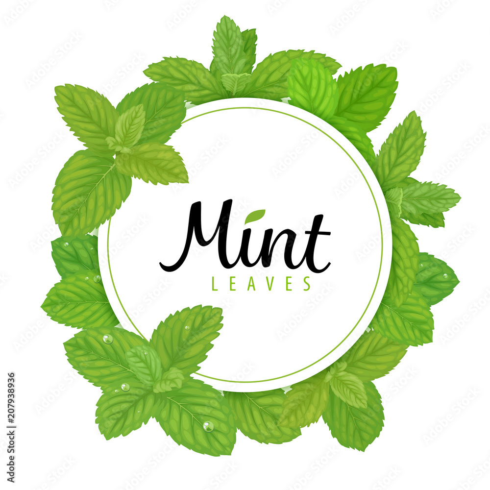 Green mint leaves wreath on white background template. Vector set of ...