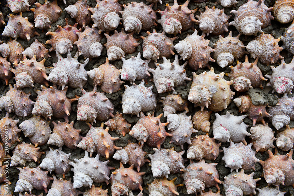 The Walls made by both Stones and murices to avoid heavy wind from the ...