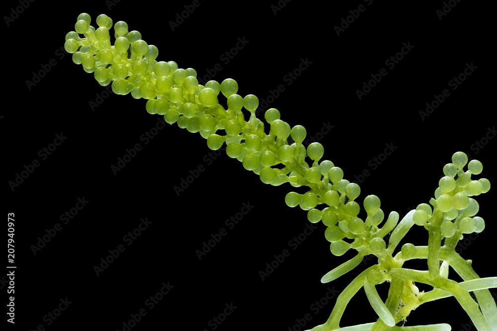 Caulerpa Lentillifera