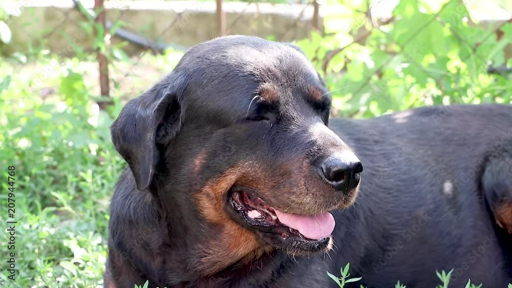 stunning, beautiful female rottweiler posed on a marble boulder. the ...