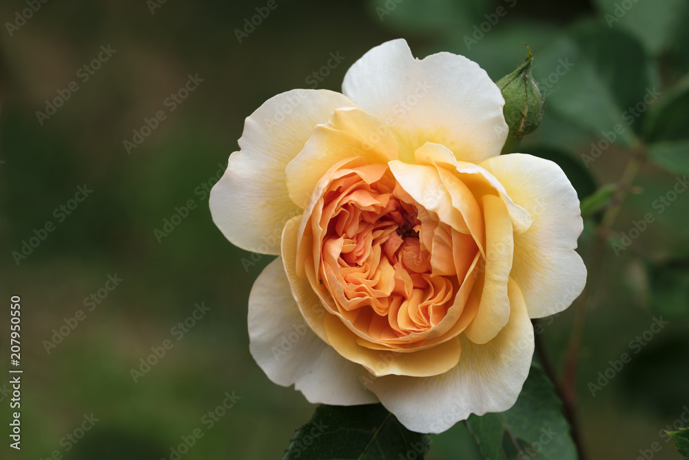 beautiful rose blossom in creamy apricot orange, the english rose port ...