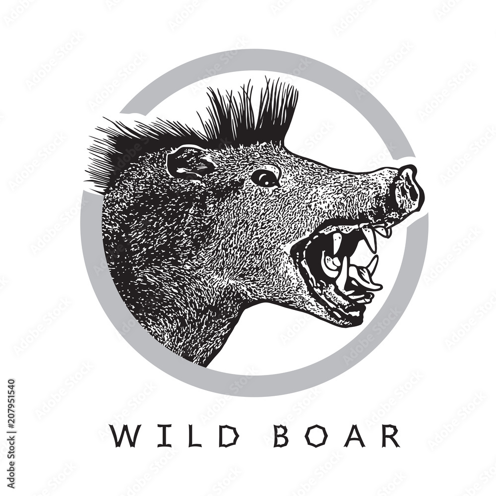 Screaming boar in graphic engraving style isolated on white background ...