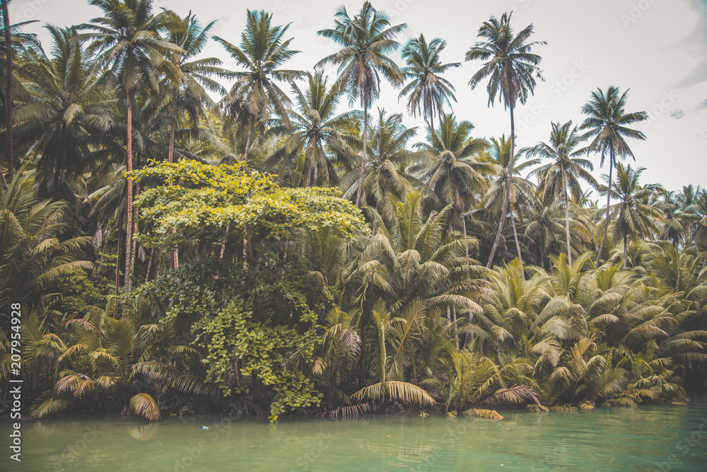 Jungle Cruise in Bohol, Cebu, Philippines Stock Photo | Adobe Stock