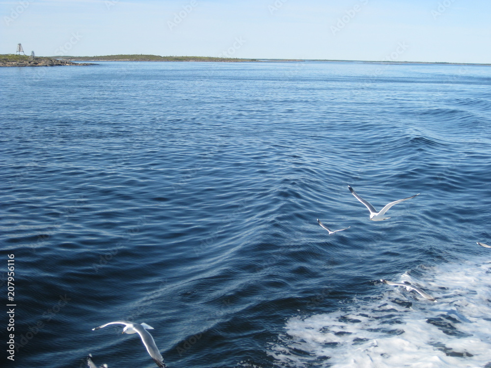 White sea. The view from the sea to the shore. Seagulls fly over the ...