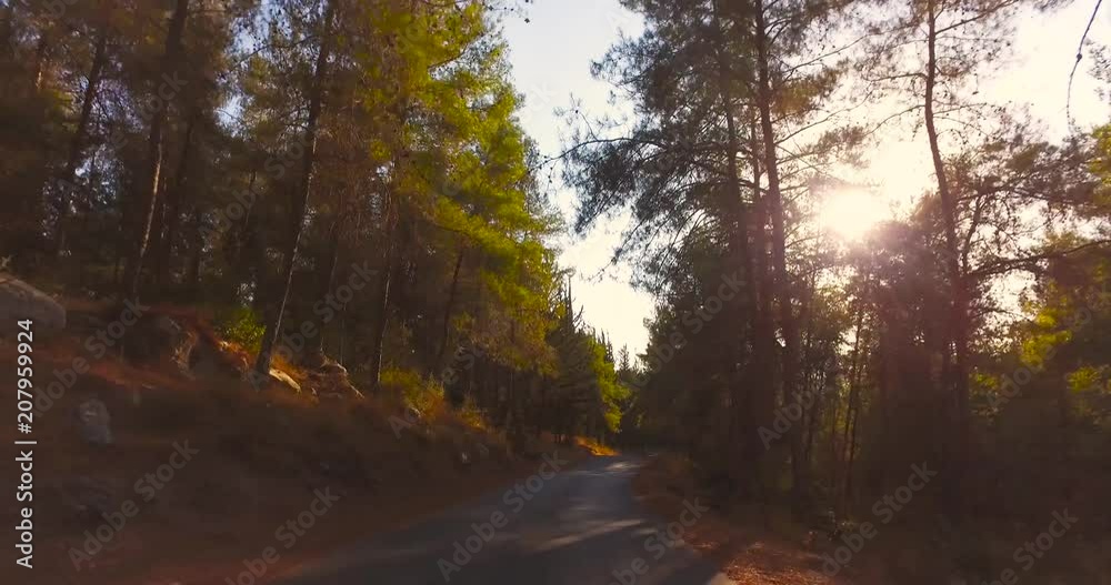 Vidéo Stock flying through forest trees. tree woods. trees silhouette ...