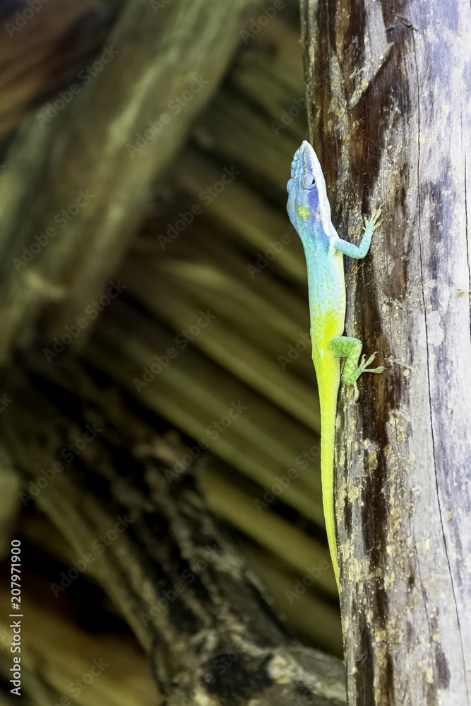 Blue Anole Lizard