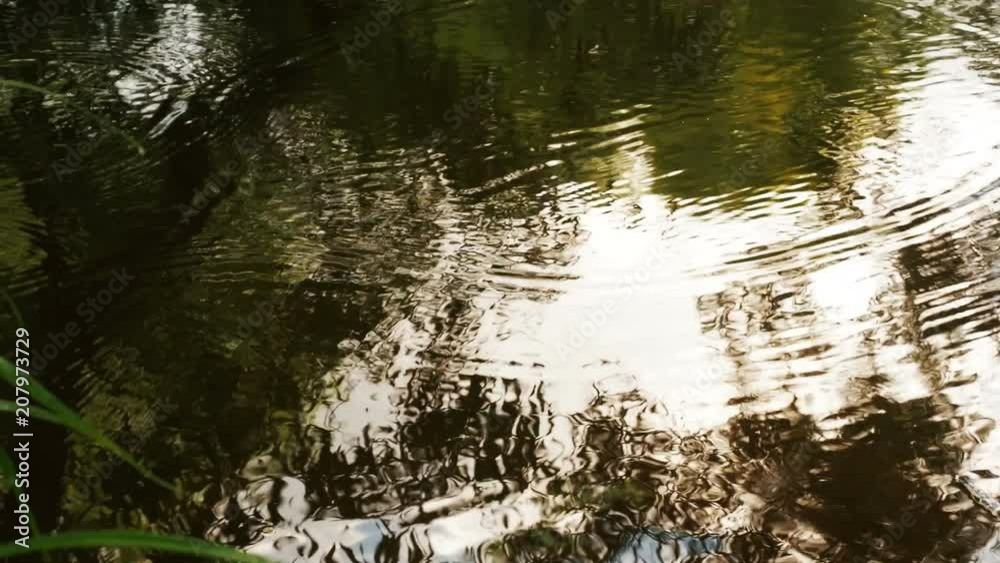 Summer rain in the forest. Rainforest with stream flowing through it ...