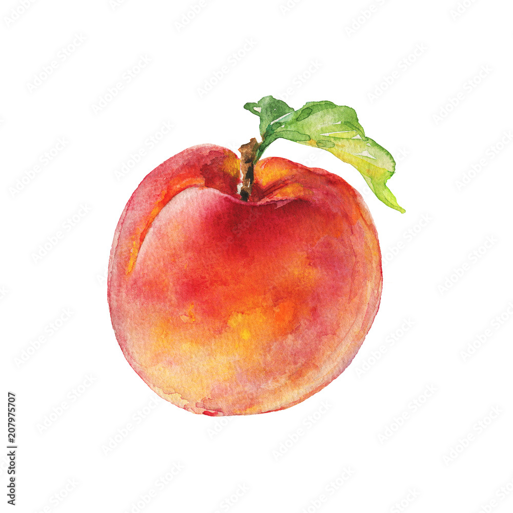 Watercolor fresh peach. Hand drawn ripe fruit on white background ...