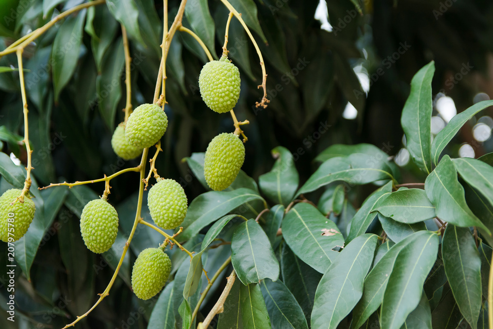 Unripe green lychee hanging from a lychee tree. Fresh green lychee fruits grow on tree Stock ...