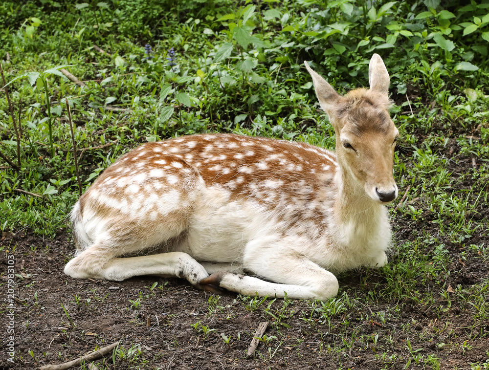 Fallow Deer
