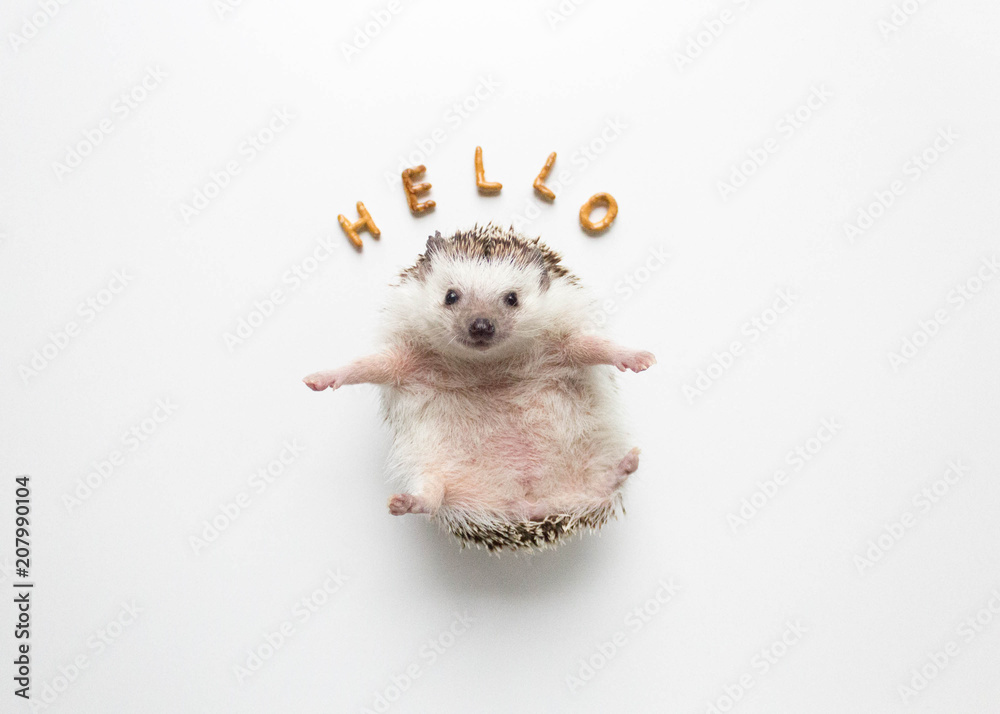 Hello Hedgehog Stock Photo | Adobe Stock