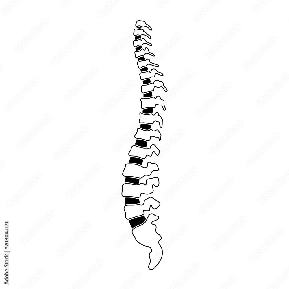 Vector human spine illustration Stock Vector | Adobe Stock