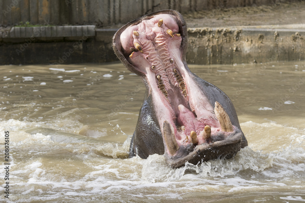Hipopotamo con la boca abierta durante el cortejo. Dientes de un ...