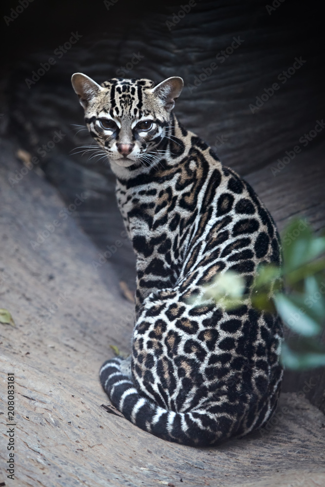 Vertical photo of Margay, Leopardus wiedii, nocturnal, small wild cat ...