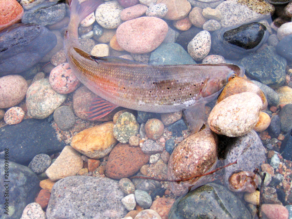 Baikal Lake. Valuable freshwater fish Lenok (Lat. Brachymуstax lenok ...