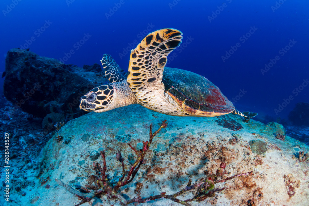 Hawksbill Sea Turtle feeding on a tropical coral reef Stock Photo ...