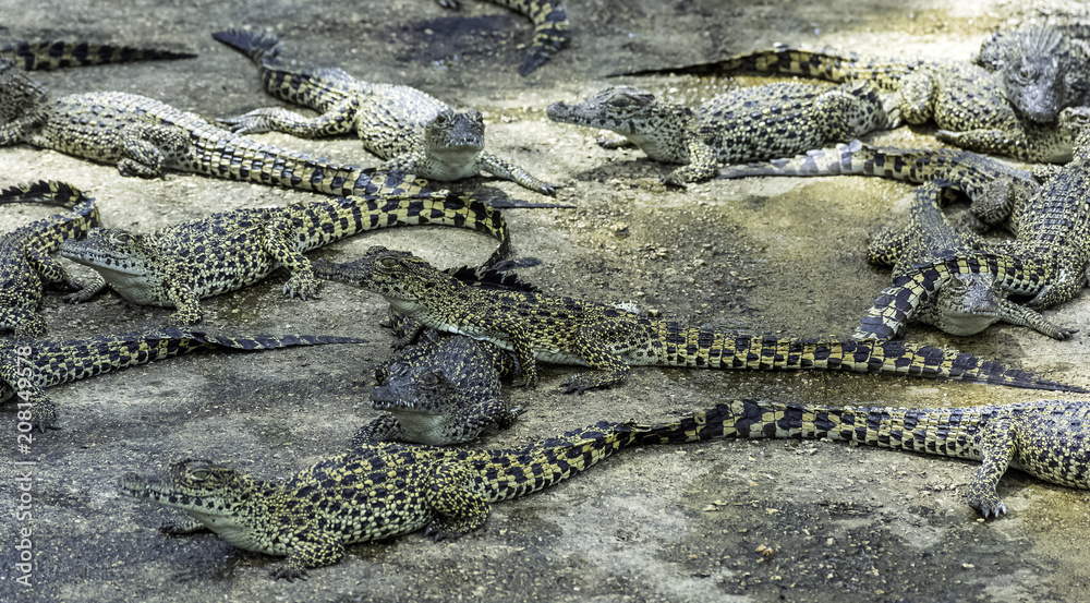 The Cuban crocodile (Crocodylus Rhombifer) is a small species of ...