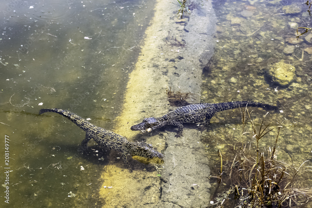 Swimming Cuban crocodile (Crocodylus Rhombifer) is a small species of ...