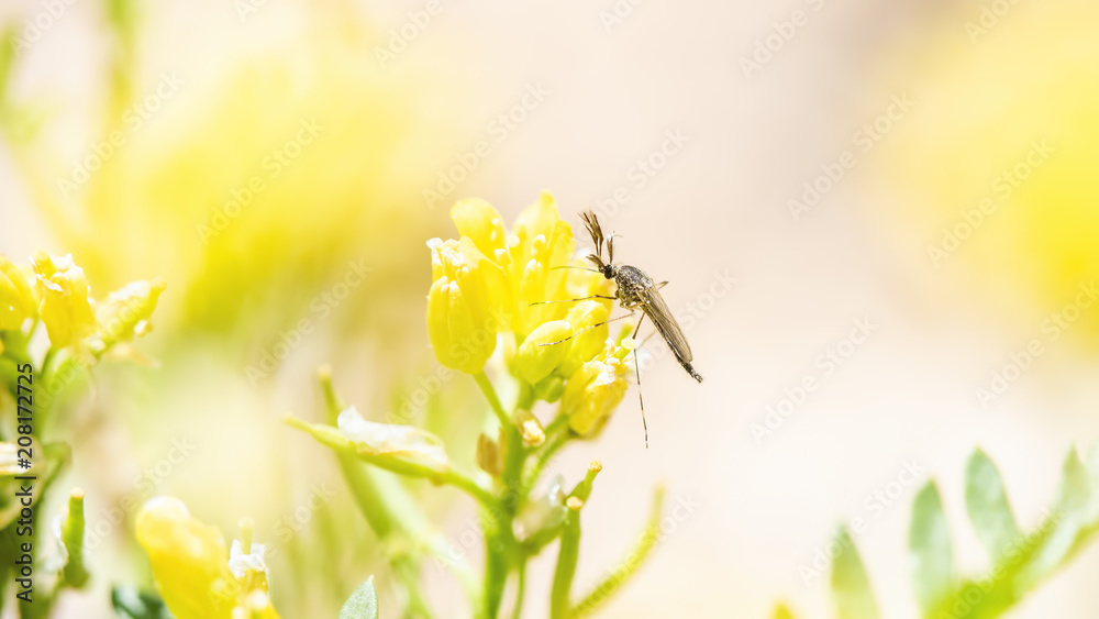 Foto de Macro of a Midge Pollinating a Wildflower on the Pawnee ...