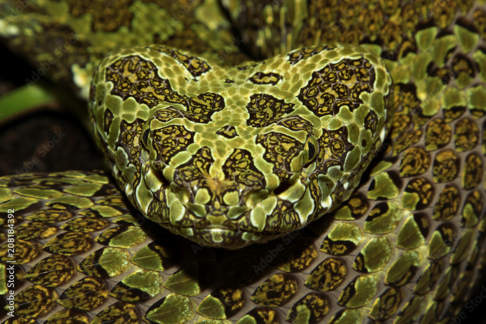 Deadly Mangshan Pit Viper - Venomous Snake (Protobothrops mangshanensis ...
