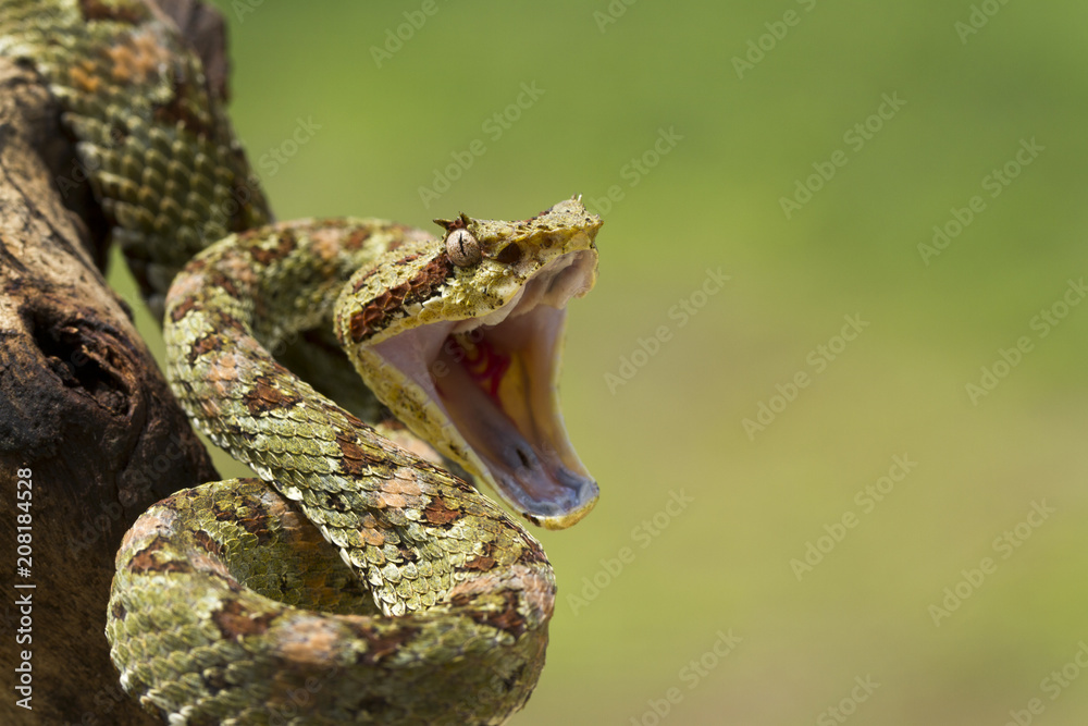 Green Venomous Eyelash Viper (Bothriechis schlegelii) with open mouth ...