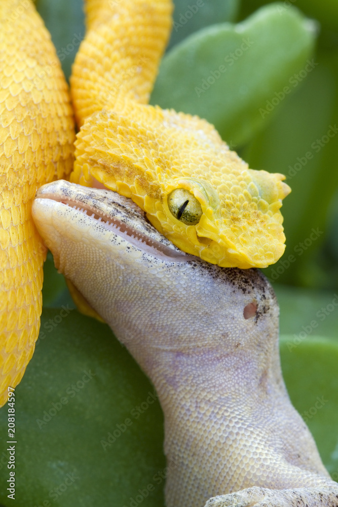Eyelash Viper Snake