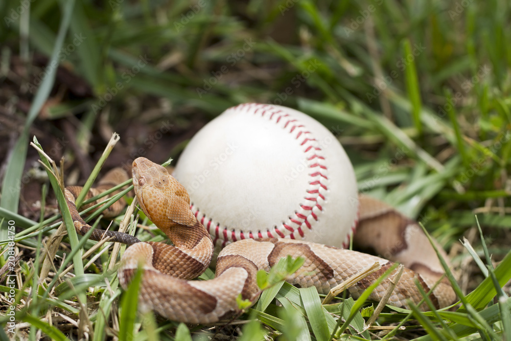 Venomous Copperhead Snake (Agkistrodon contortrix) wrapped around ...