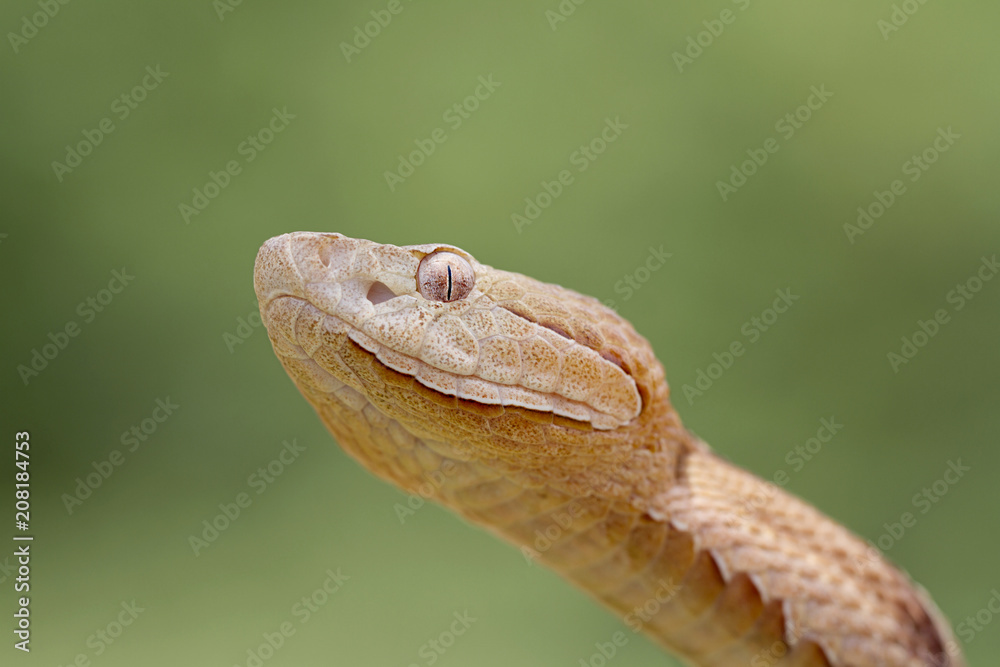 Venomous Copperhead Snake (Agkistrodon contortrix) Stock Photo | Adobe ...