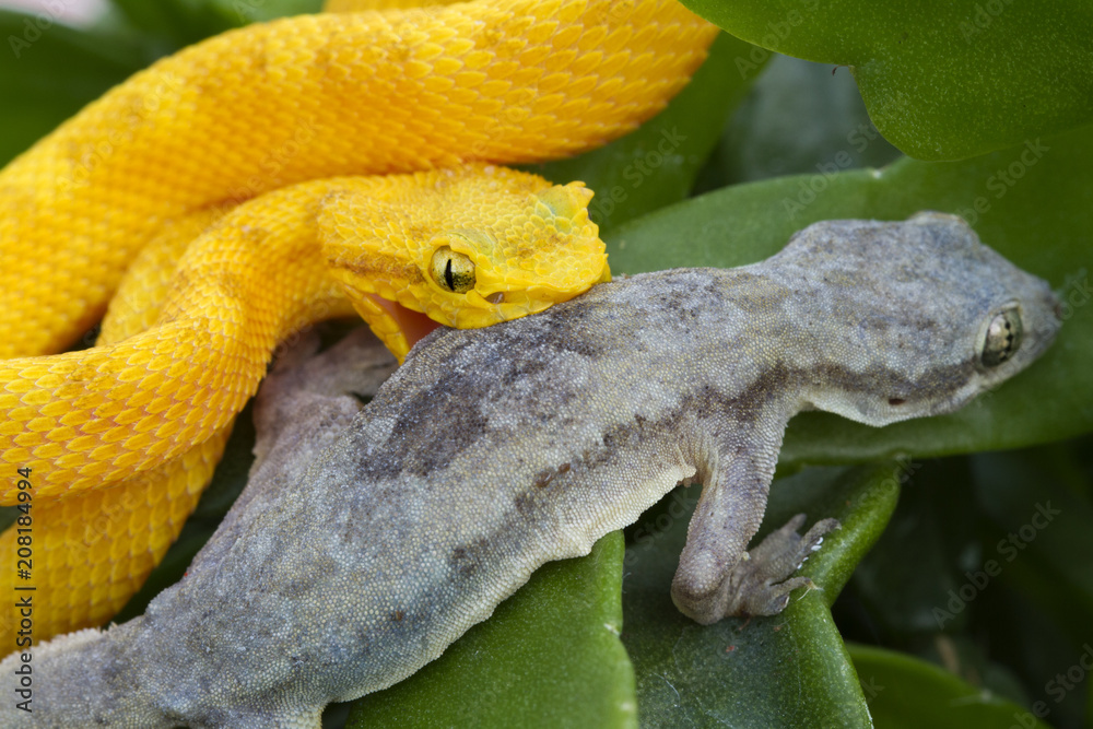Snake Eating Lizard