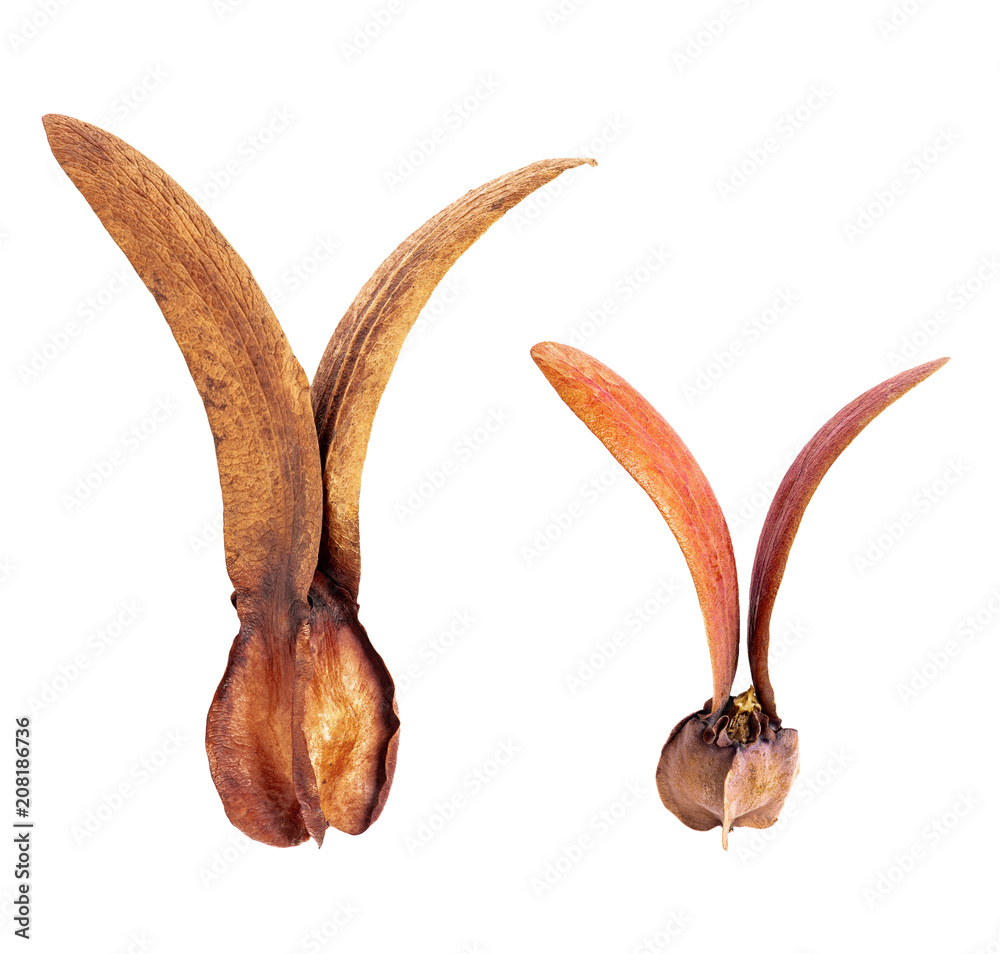 Two seeds of Yang ( Dipterocarpus alatus Roxb.ex. G.Don ...