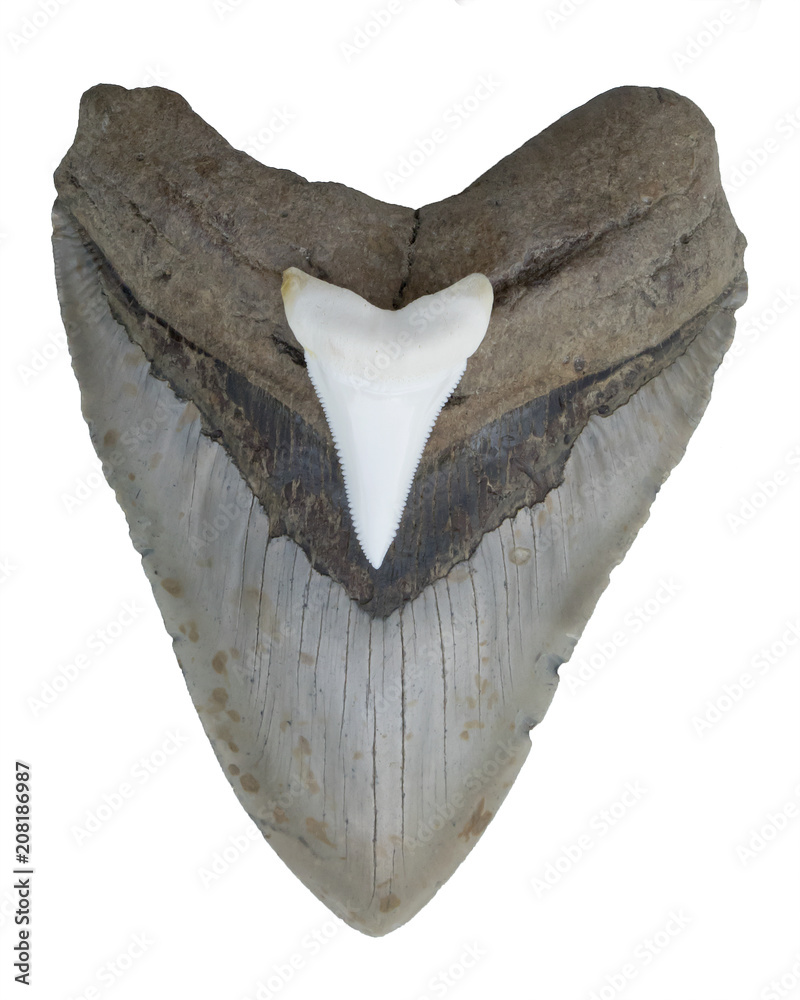 6 Inch Giant Prehistoric Megalodon Shark Tooth and 2 Inch Great White ...