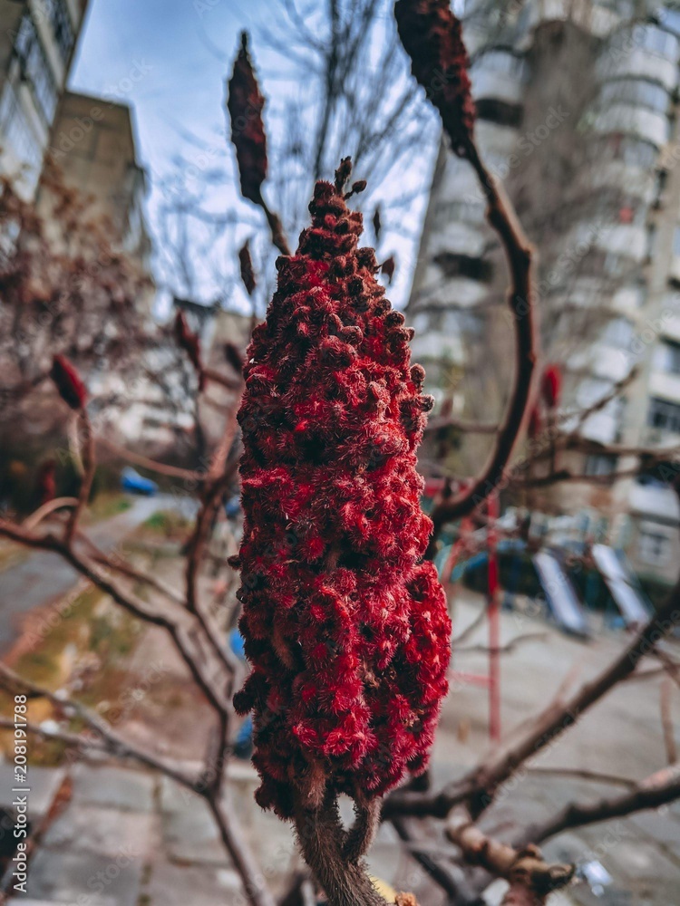 Sumy deer, or Sumah fluffy, Acacia - a plant of the family Sumach. is ...