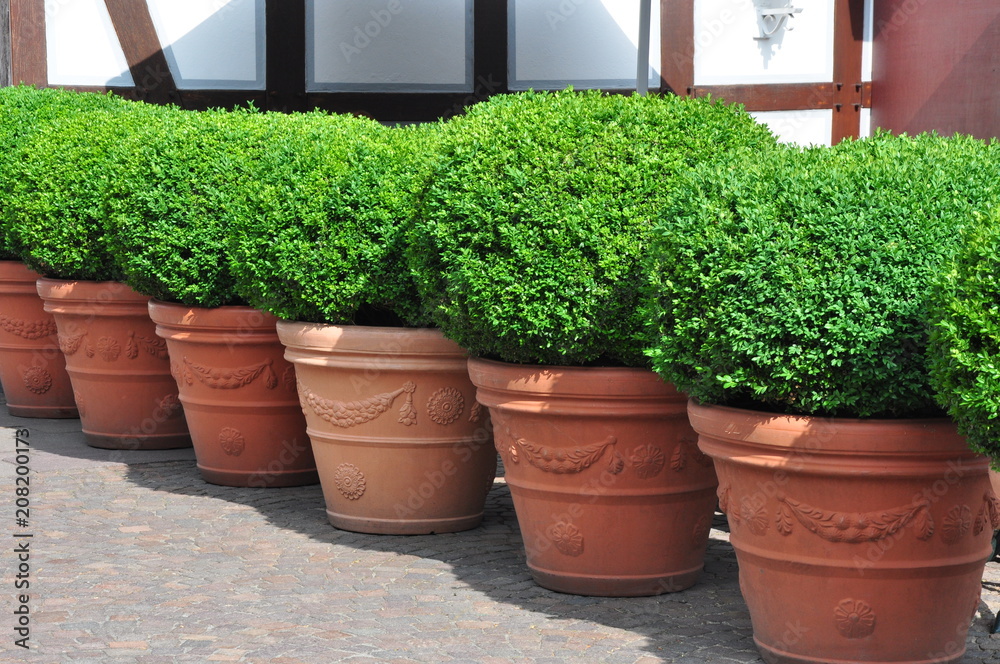 Buchsbaum, schön geschnittene Buchsbaum - Skulpturen, eine Kunst der ...