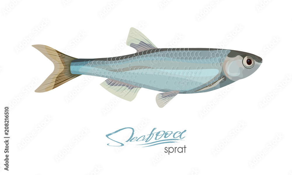 Sprat sketch vector fish icon. Isolated marine atlantic ocean sprats ...