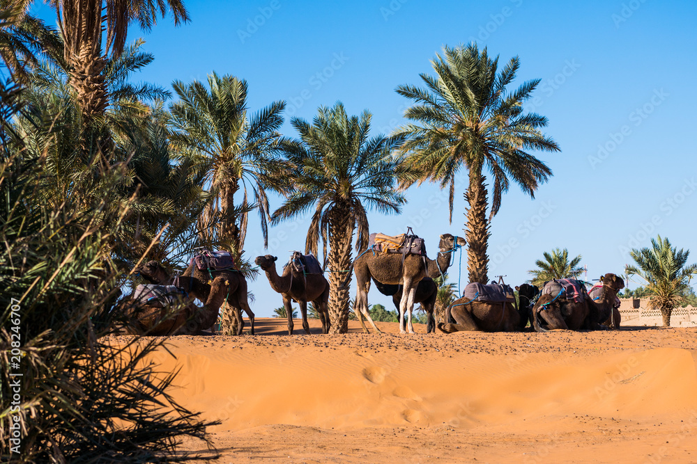 Many camels resting under palm trees in Sahara desert Stock Photo ...