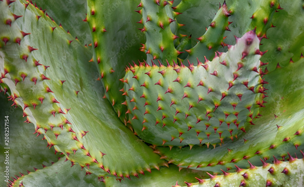 Close-up of Aloe Spectabilis marlothii Mountain Agave a rare succulent ...