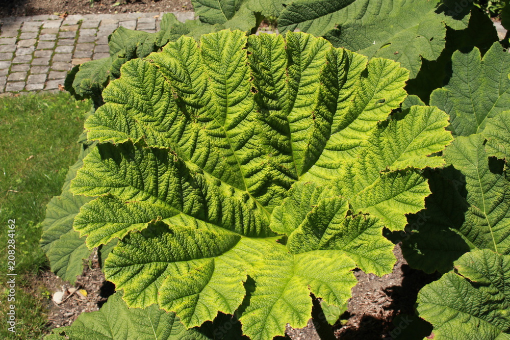 "Brazilian Giant Rhubarb" plant leaves (or Dinosaur Food, Giant Rhubarb ...