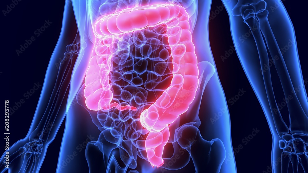 3D Illustration of Human Digestive System Anatomy (Large intestine ...