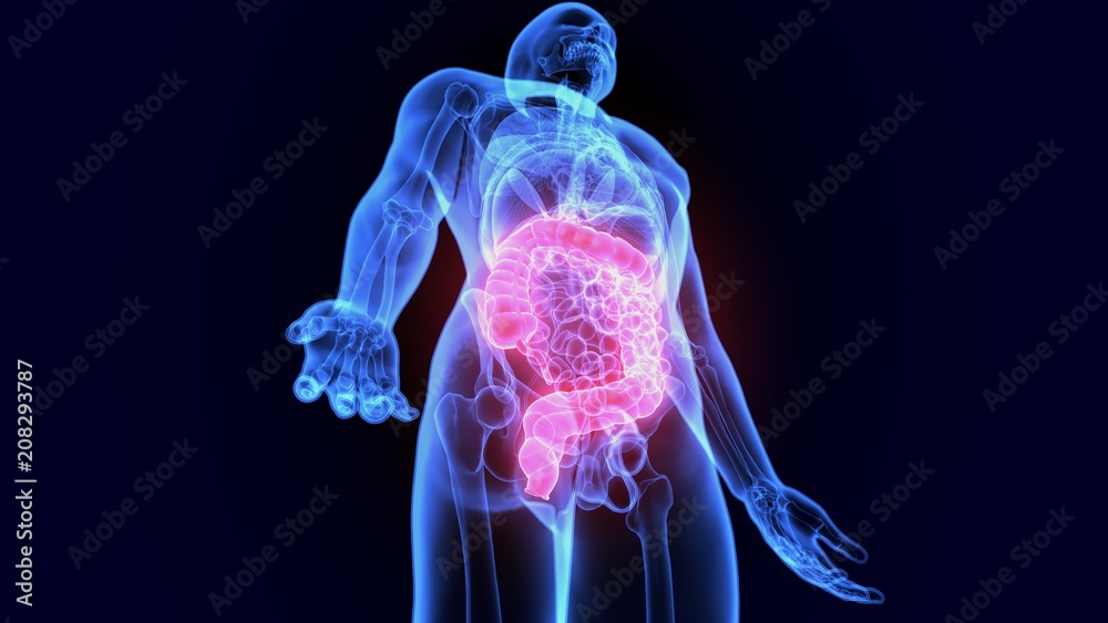 3D Illustration of Human Digestive System Anatomy (Large intestine ...