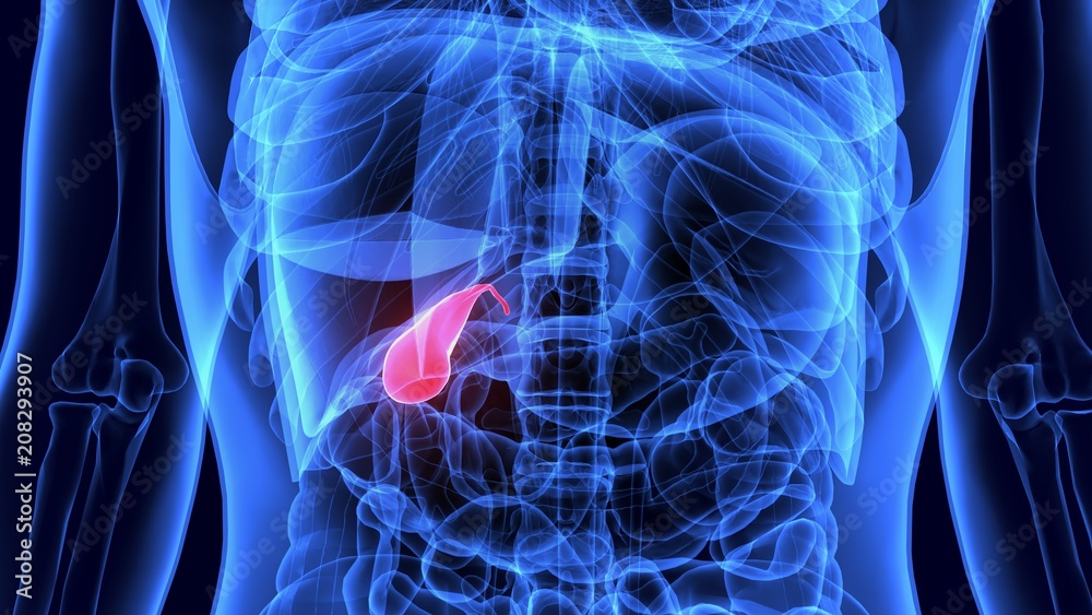 3d illustration of Human body Gallbladder anatomy Stock Illustration ...