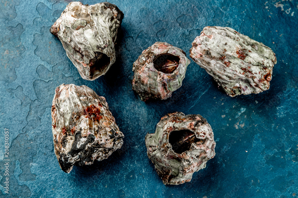 SEAFOOD PICOROCO. Austromegabalanus psittacus, the giant barnacle or ...