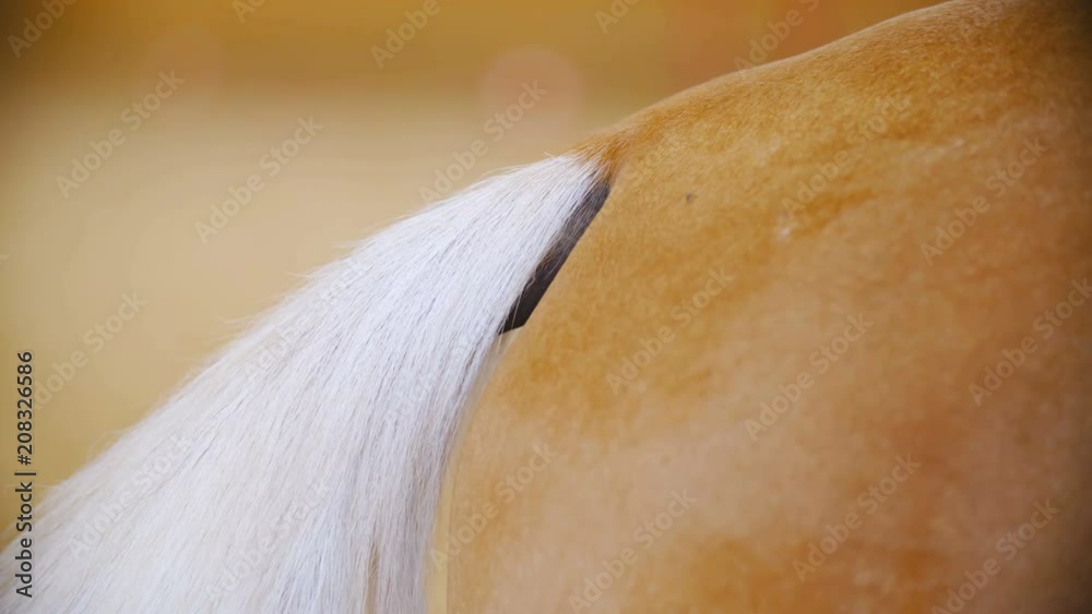 White horse tail wave to remove insects on butt in slow motion 4K ...