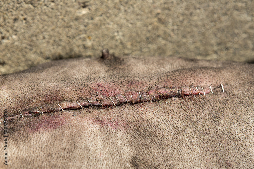 Dog laying down with incision site from spay showing Photos | Adobe Stock