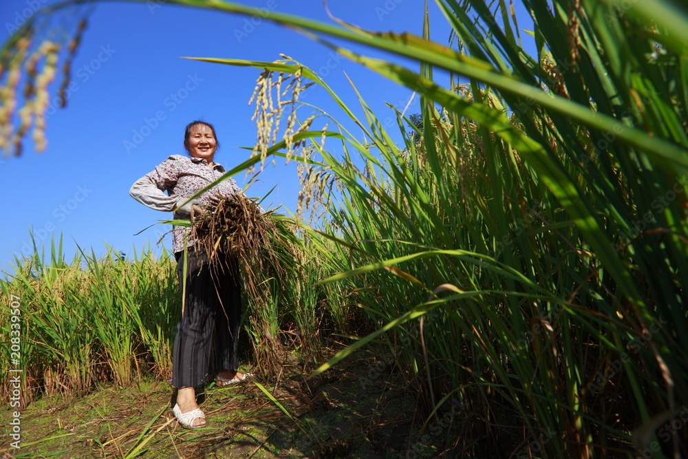 happy asian female farmer harvest golden rice smile in the rice paddy ...