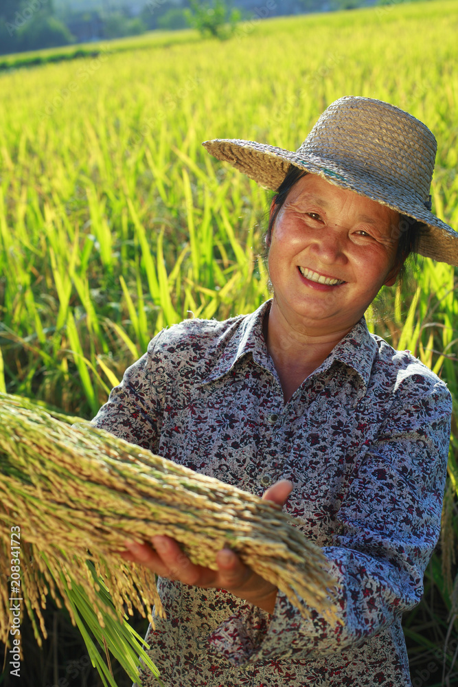 happy asian female farmer holding golden rice smile in the rice paddy ...